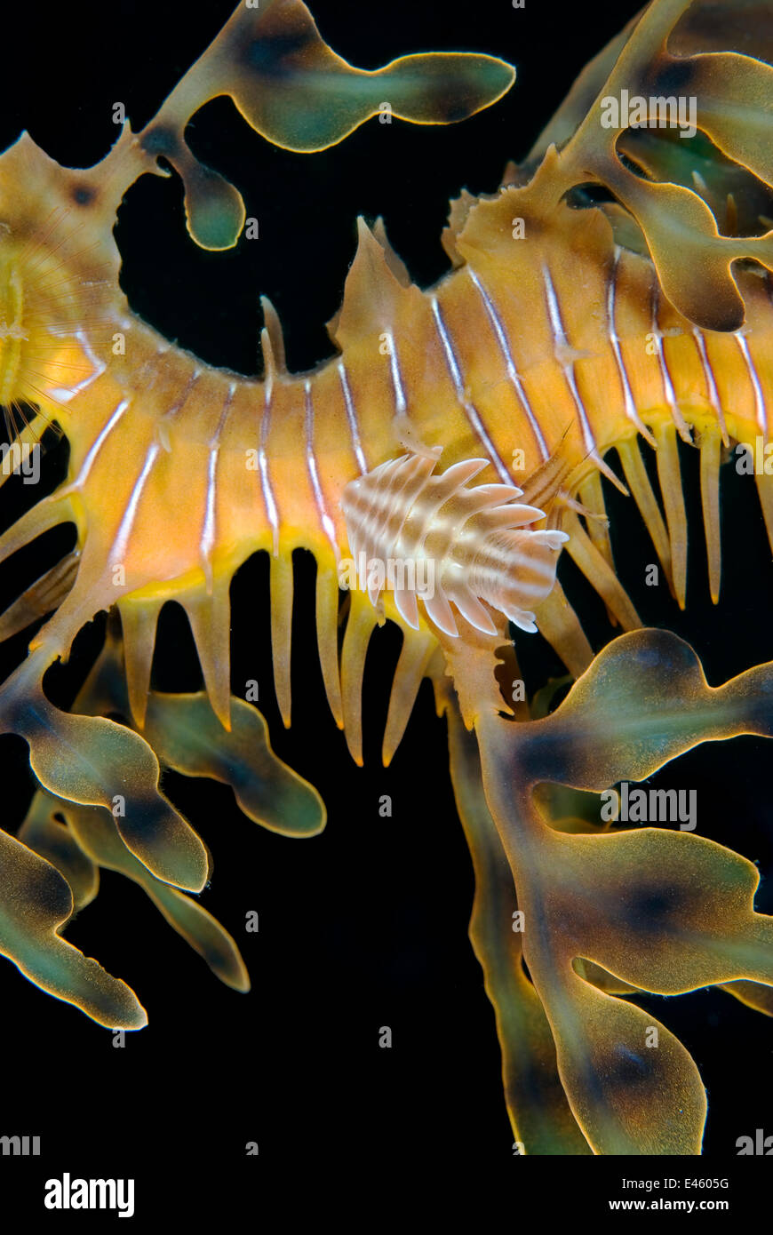 A parasitic isopod attached to a Leafy Seadragon (Phycodurus eques ...