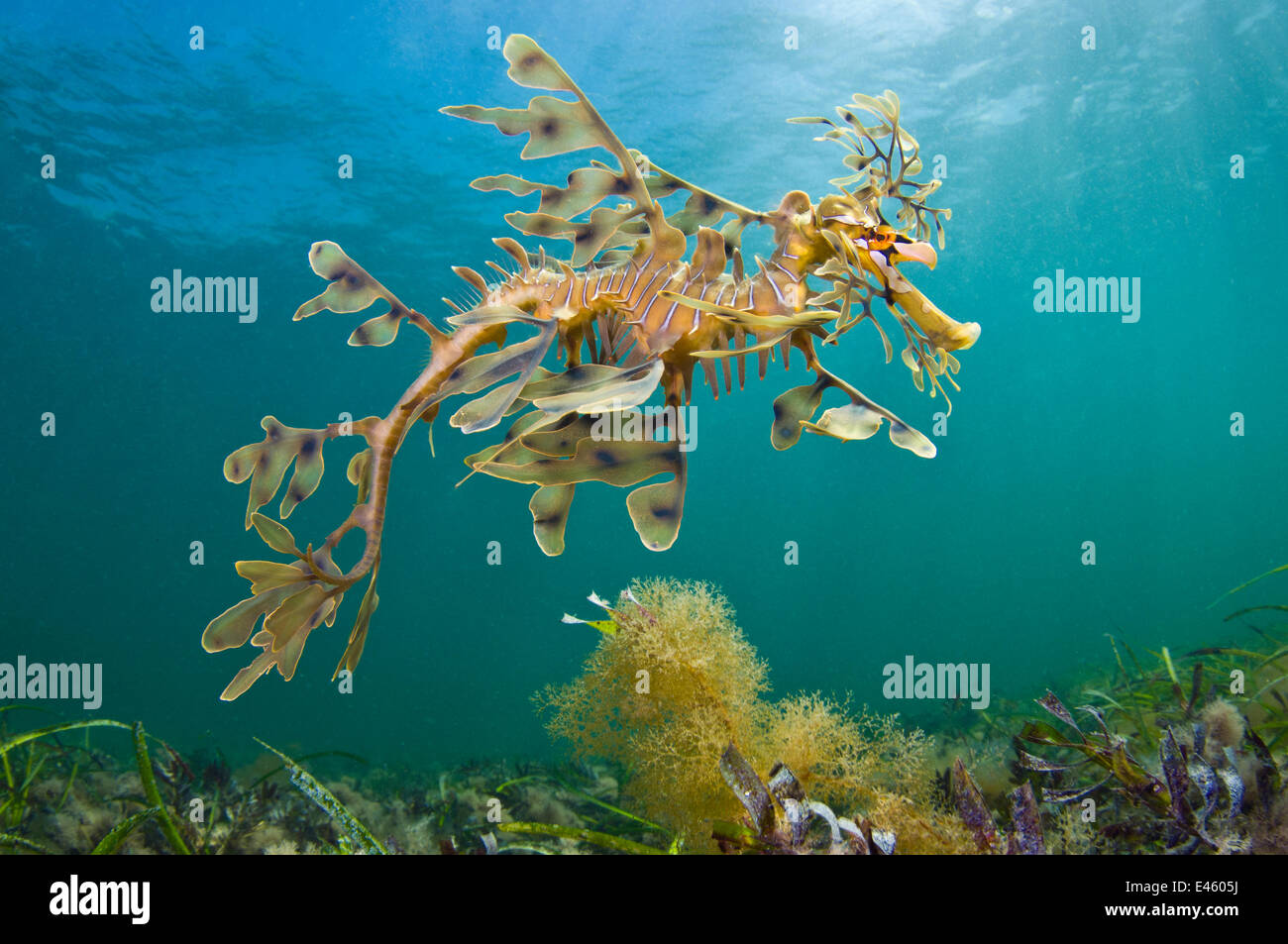 A Leafy Seadragon (Phycodurus eques), photographed from below. Wool Bay ...