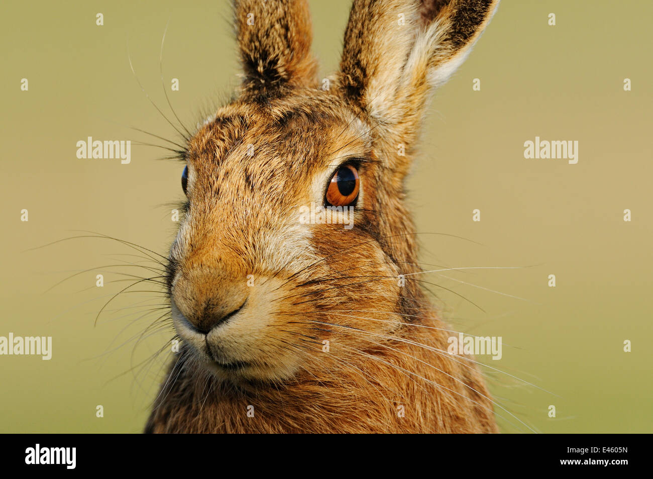 Hare Front View High Resolution Stock Photography and Images - Alamy