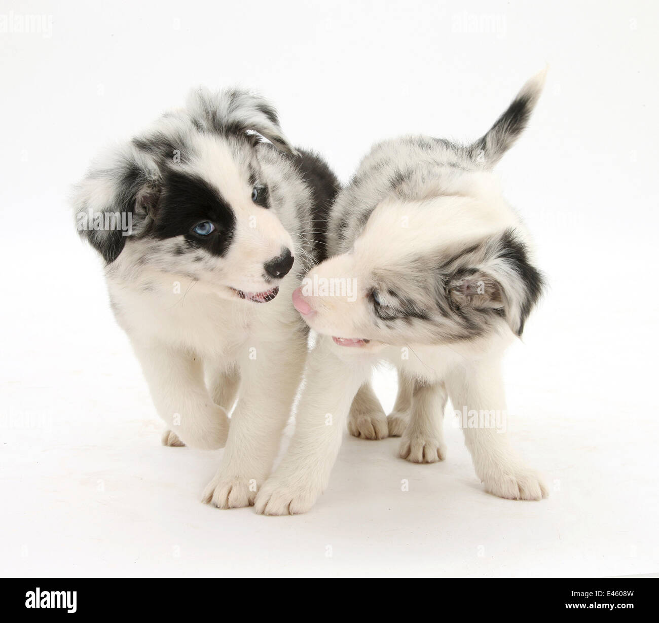 Playful Border Collie puppies, 6 weeks Stock Photo - Alamy