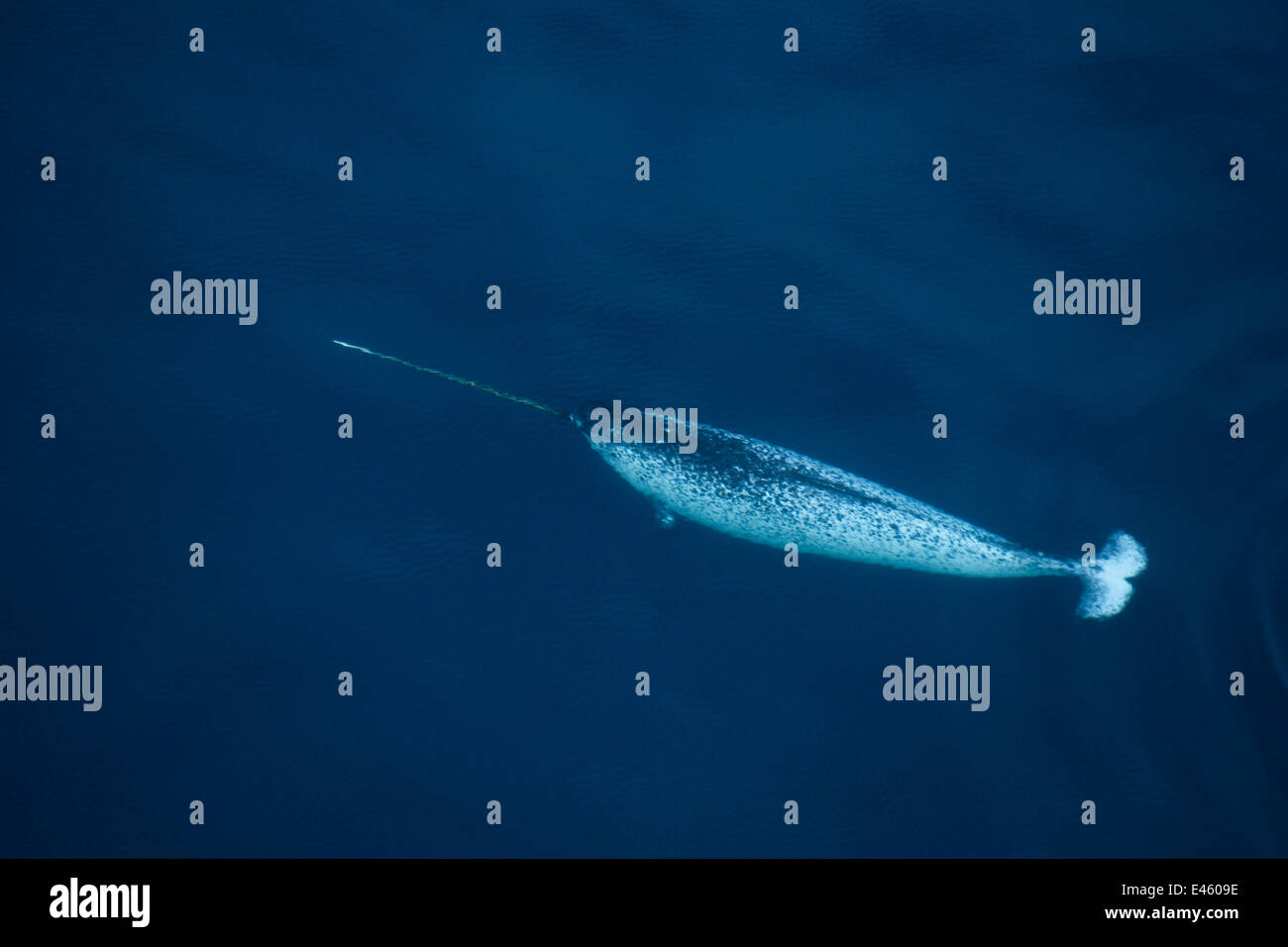 Monodon monoceros arctic hi-res stock photography and images - Alamy