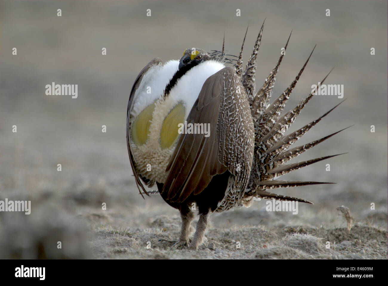 Male Sage Grouse (Centrocercus urophasianus) displaying at lek. Wyoming ...