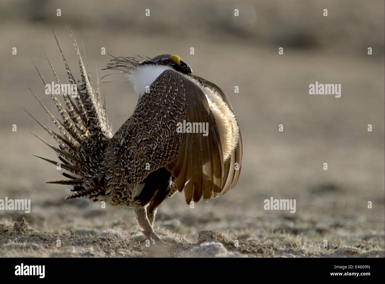Male Sage grouse (Centrocercus urophasianus) displaying at lek - side ...