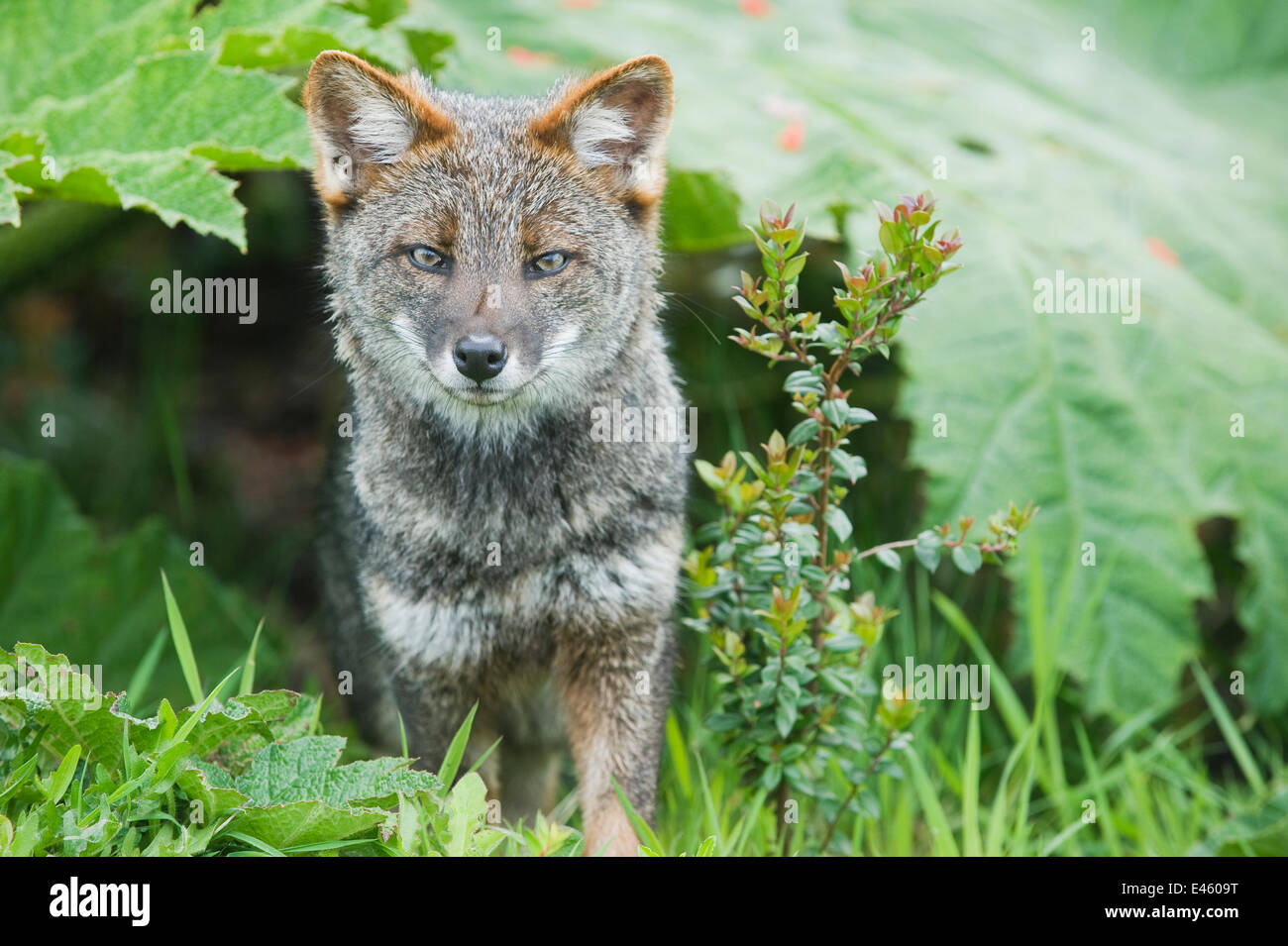 Zorro Animal Rainforest