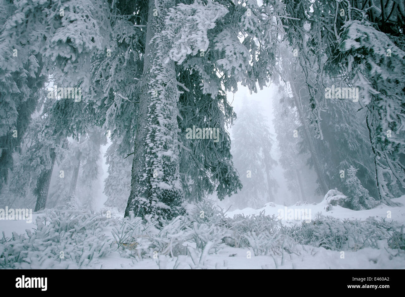 Spruce trees covered in hard frost, coniferous forest in winter ...
