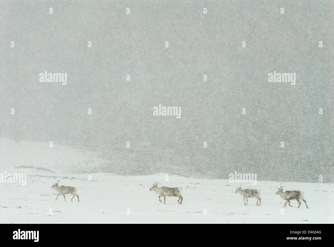 Reindeer (Rangifer tarandus) walking through snowstorm, Vadso, Varanger ...