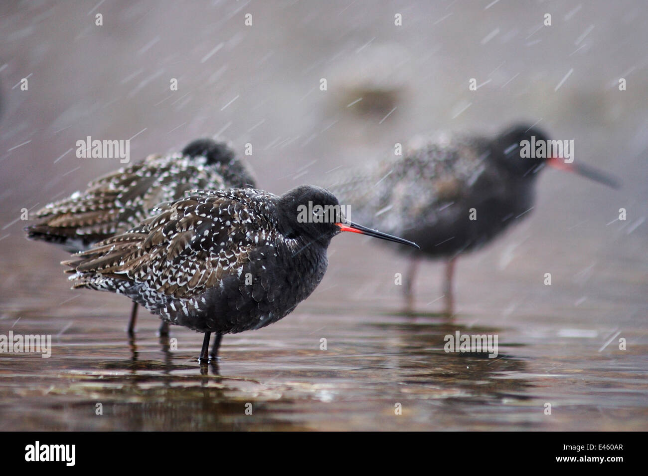 Spotted redshank (Tringa erythropus) at shallow water in snow, Ovre ...