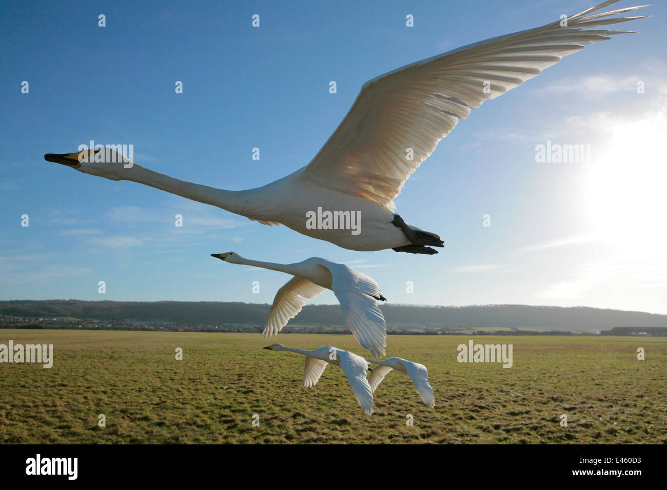 Hand reared Whooper Swans (Cygnus cygnus) in flight. Birds imprinted ...