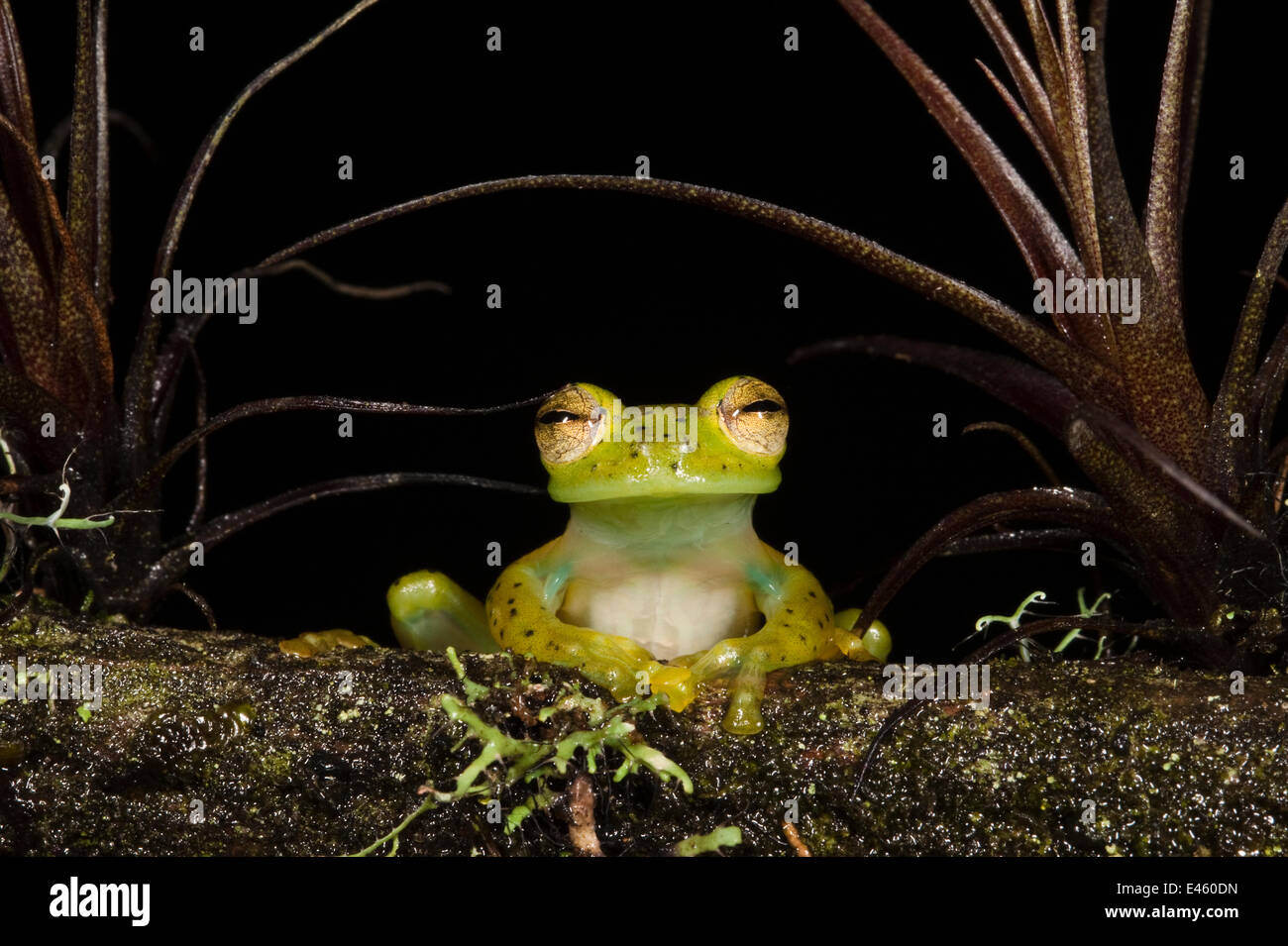 Portrait of an Emerald Glass Frog (Espadarana / Centrolenella ...