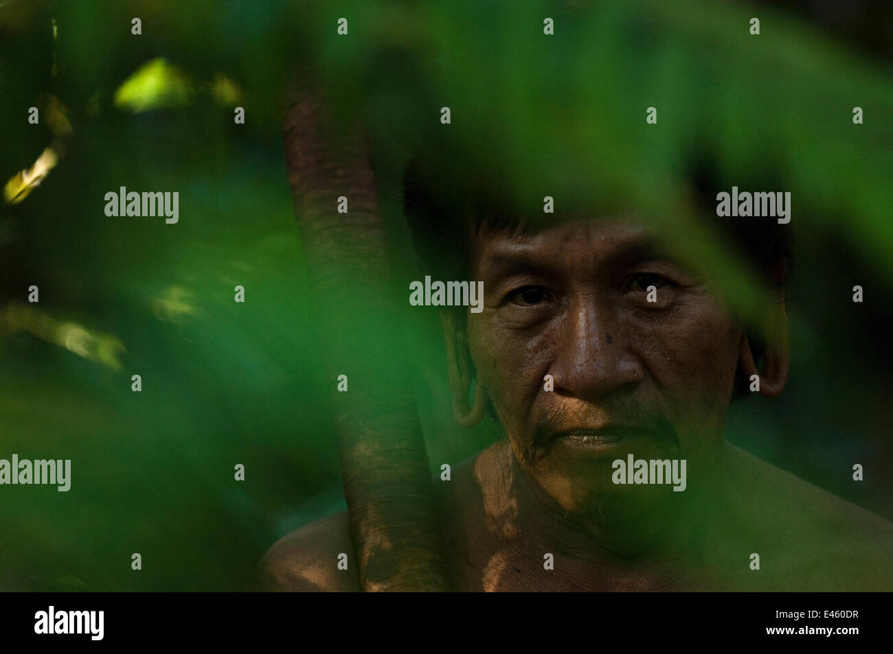 Huaorani man seen through leaves hi-res stock photography and images ...