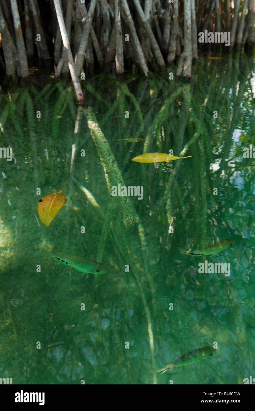 Red Mangrove (Rhizophora mangle) and fish. Sian Ka'an Biosphere Reserve ...