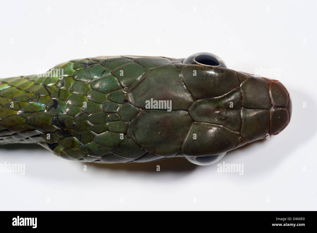 Sipo Snake (Chironius exoletus) head against a white background ...
