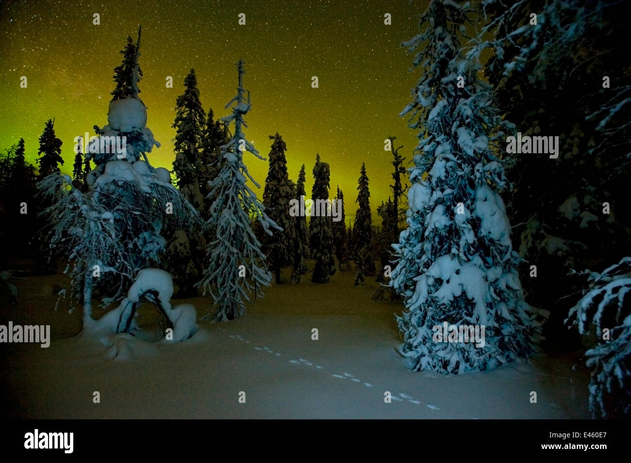 Beginnings of the Northern lights in night sky in winter with conifer ...