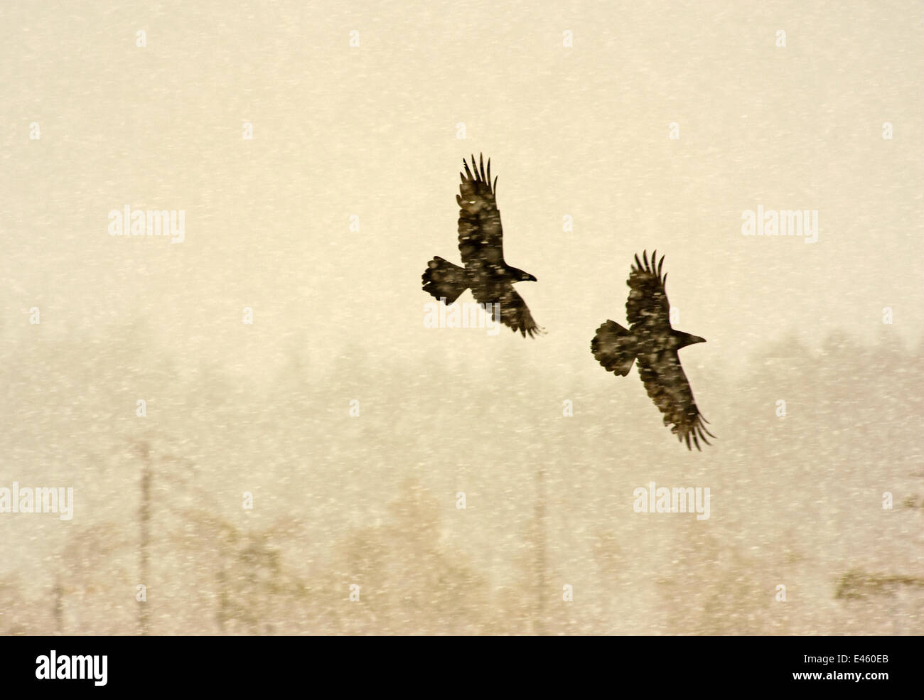 Two Common ravens (Corvus corax) in flight through snow, Finland, April ...