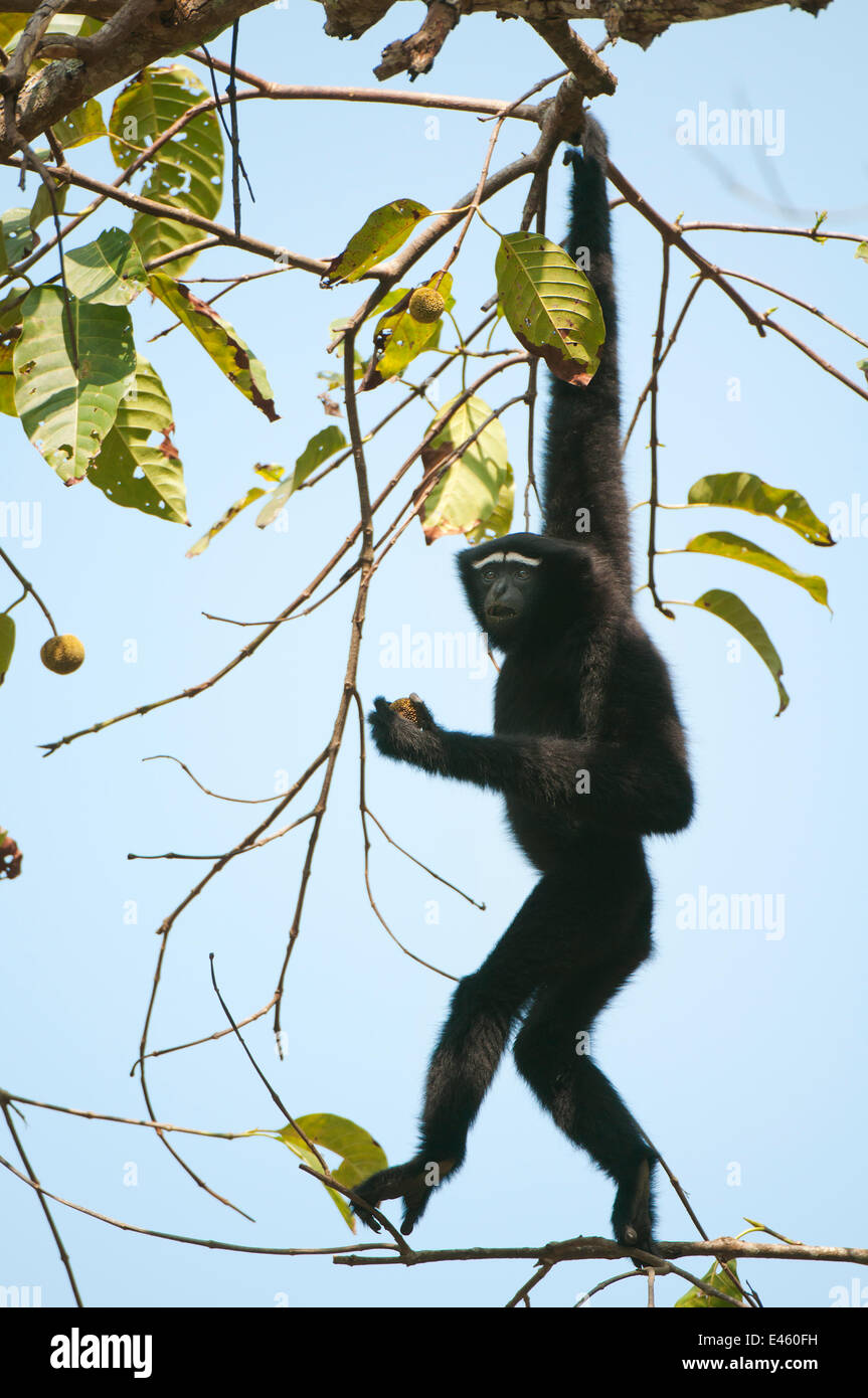 Hoolock Gibbon (Hylobates hoolock) male hanging from a branch. Assam ...