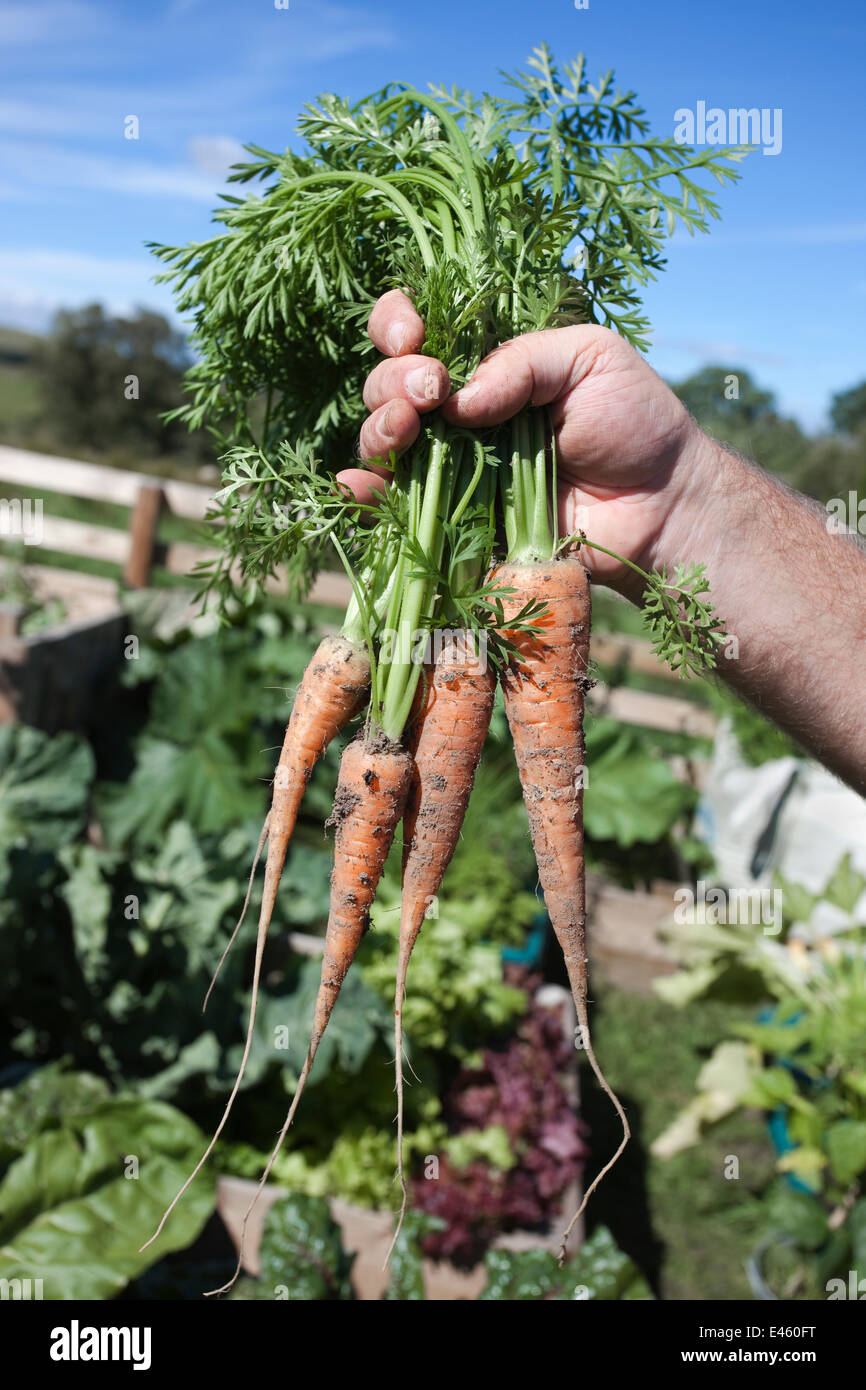 Harvesting carrots uk hi-res stock photography and images - Alamy