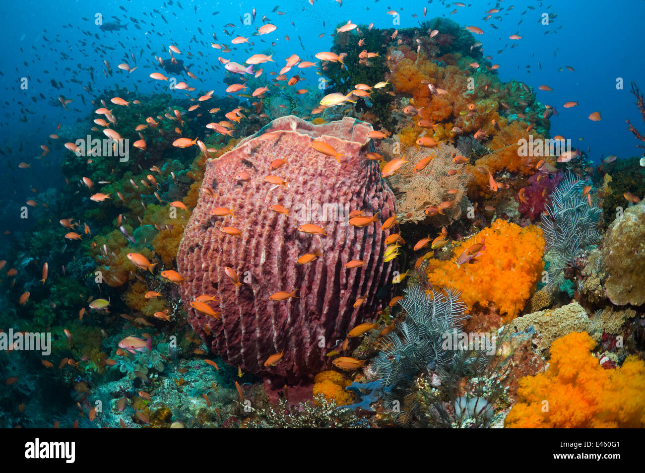 Barrel Sponge (Xestospongia testudinaria) on coral reef with soft ...