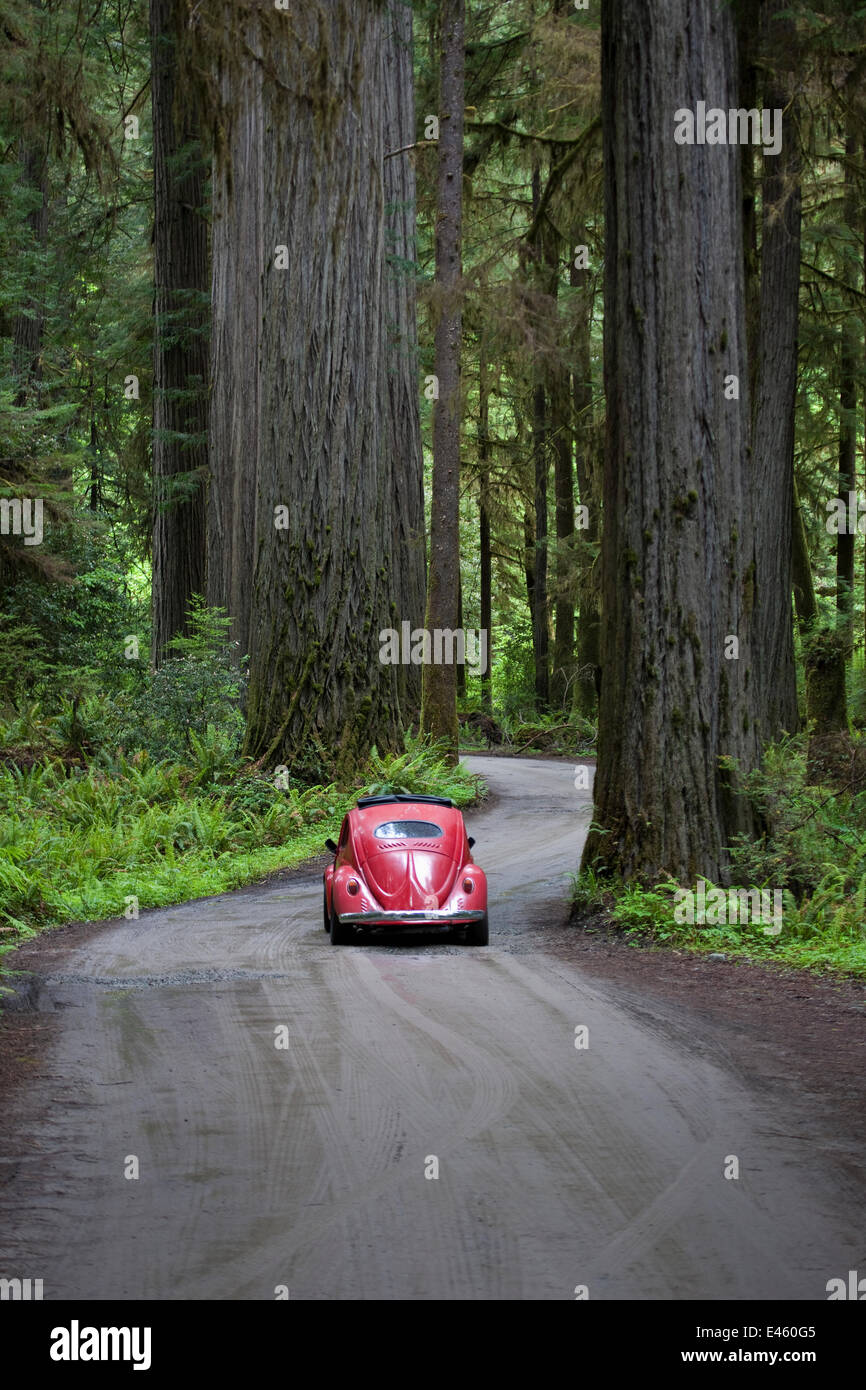 Car driving through redwood tree hi-res stock photography and images ...