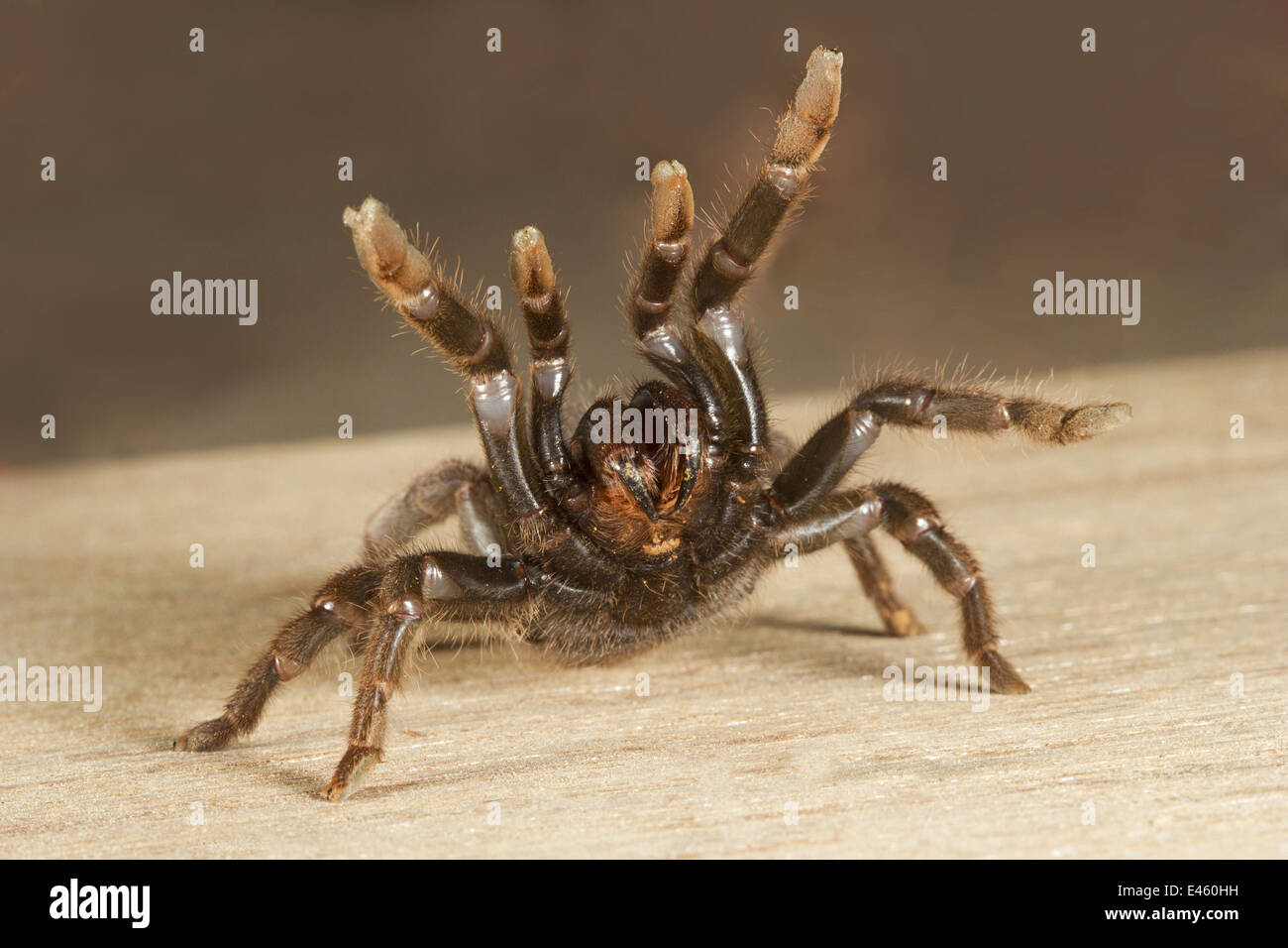Trapdoor spider hi-res stock photography and images - Alamy