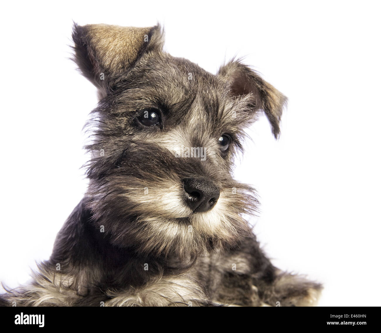 Adorable Miniature Schnauzer puppy head shot isolated on white ...
