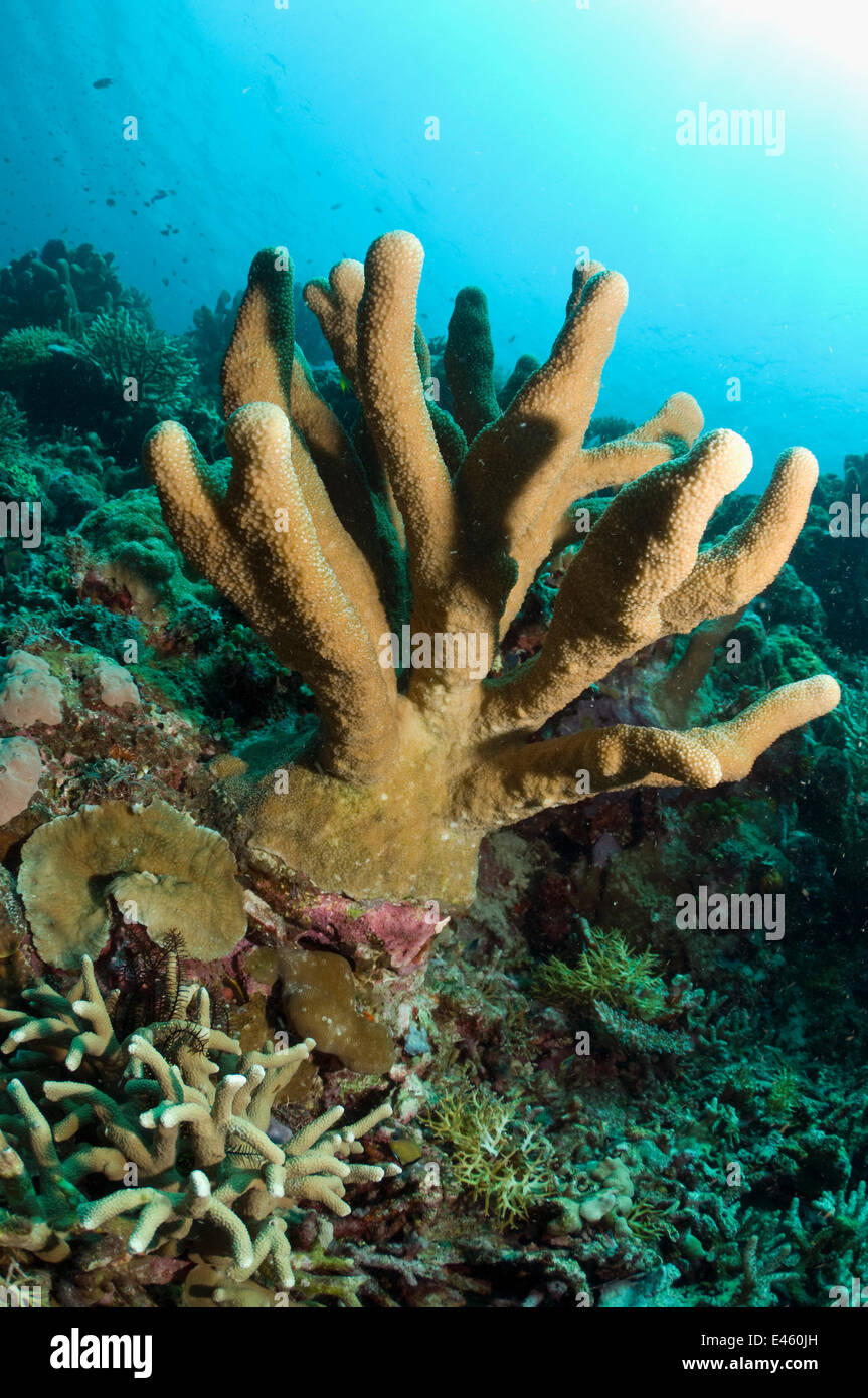 Stony Coral (Acropora palifera). Indonesia, October Stock Photo - Alamy
