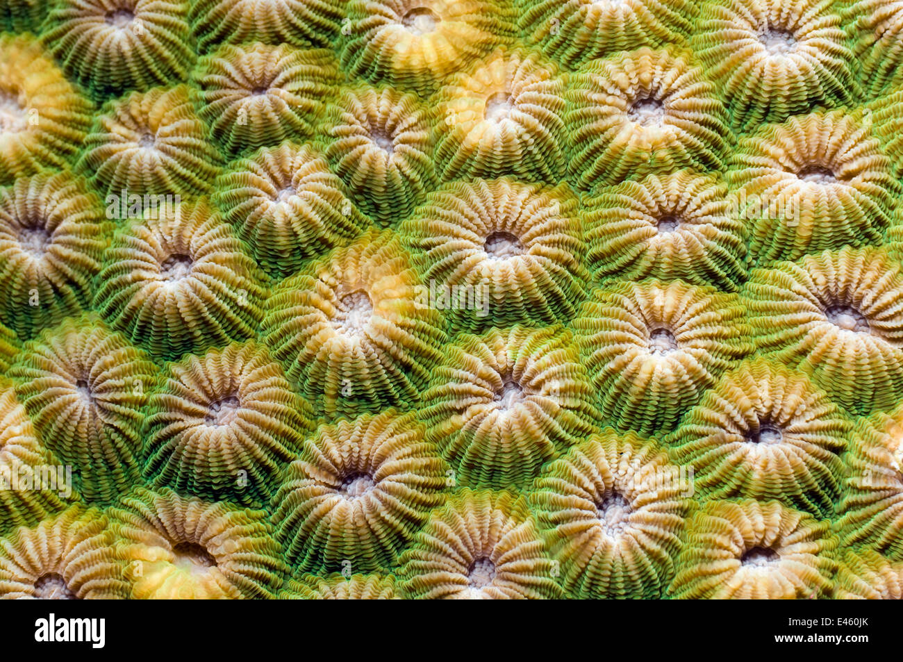 Stony Coral (Favia rotundata), Faviidae. Rinca, Komodo National Park ...