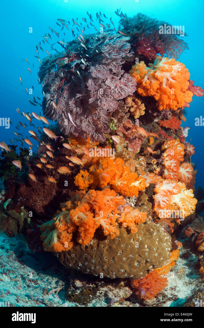 Coral reef with Gorgonian, soft corals and Lyretail anthias ...