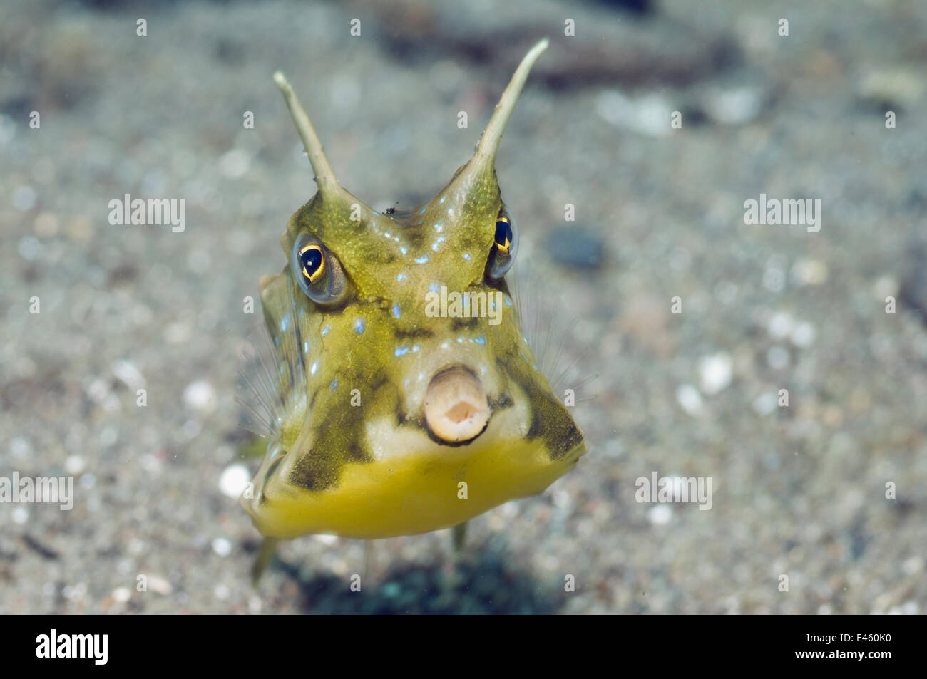Longhorn Cowfish (Lactoria cornuta). Rinca, Komodo National Park ...