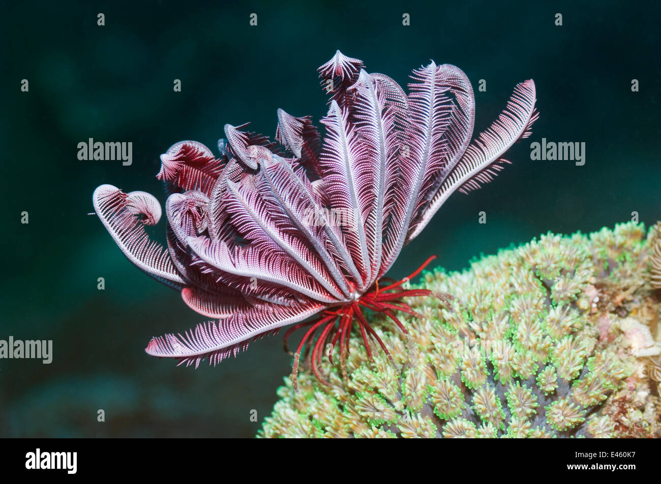 Crinoid or Featherstar (Crinoidea sp.). Indonesia, October Stock Photo ...
