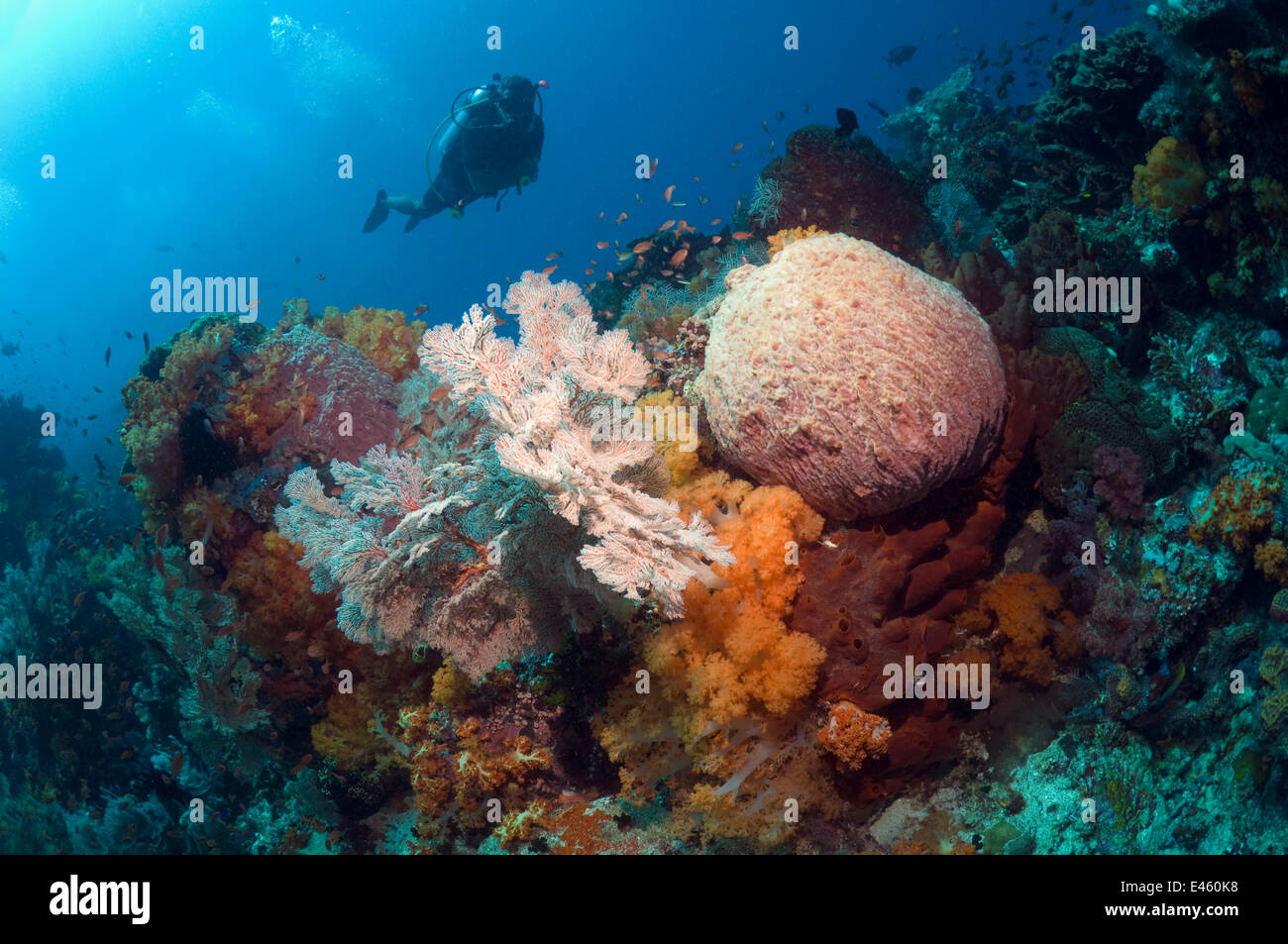 Scuba diver swimming over coral reef with gorgonian and soft corals ...