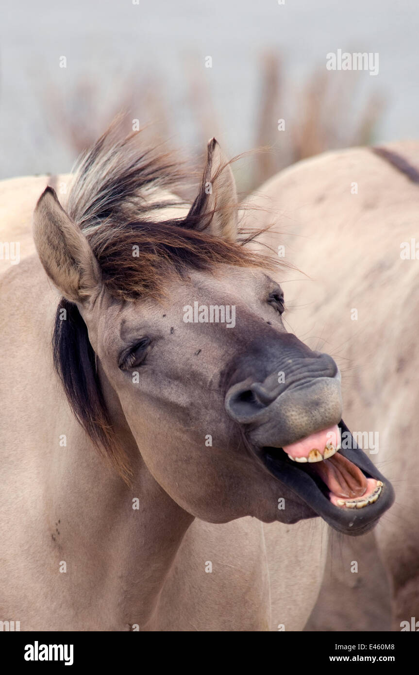 Dutch wild animals hi-res stock photography and images - Alamy