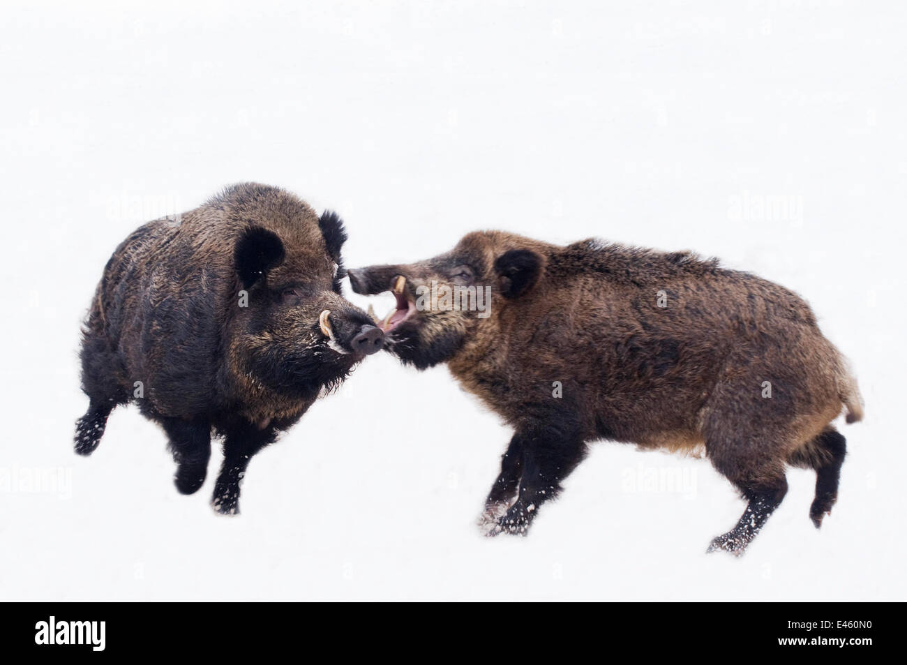 Wild Hogs Animal Fighting