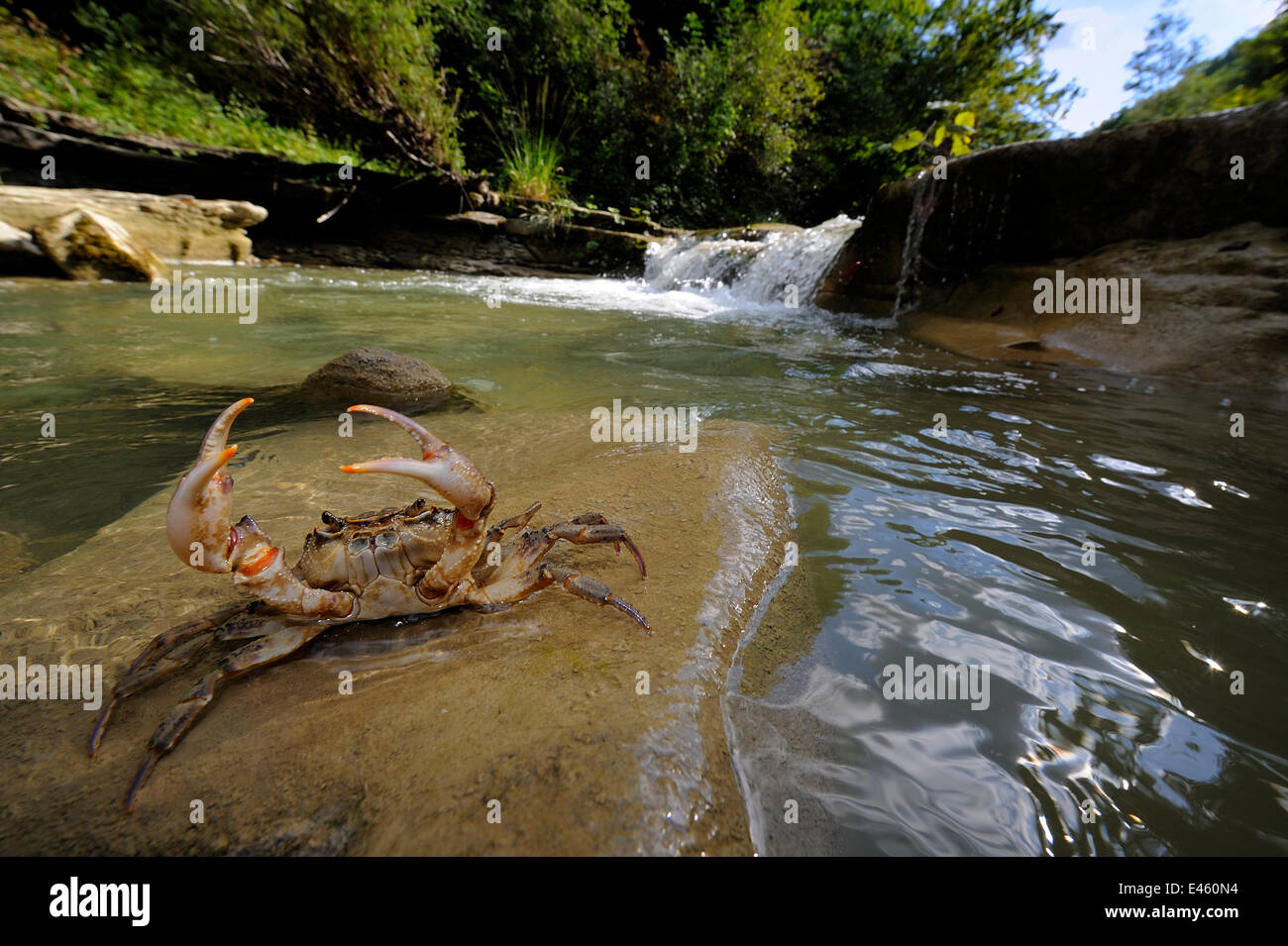Freshwater Crab (Potamon fluviatile) brandishing claws in defensive ...