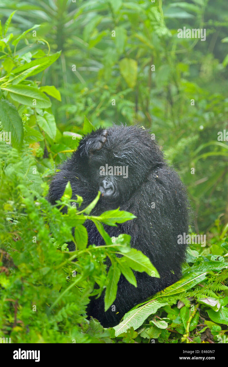 Warm damp habitat hi-res stock photography and images - Alamy