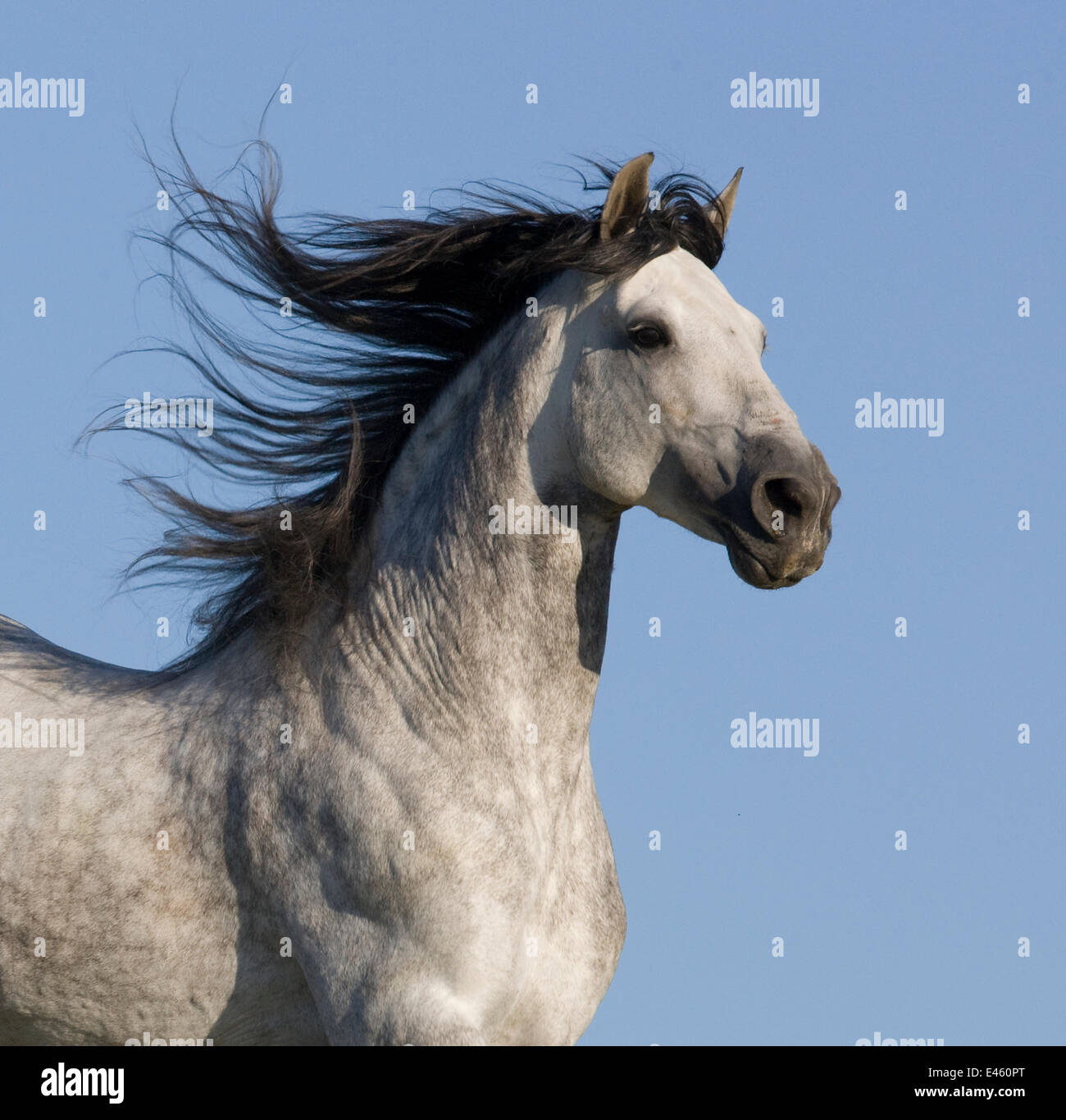 Grey Andalusian / Spanish stallion running, California, USA Stock Photo ...