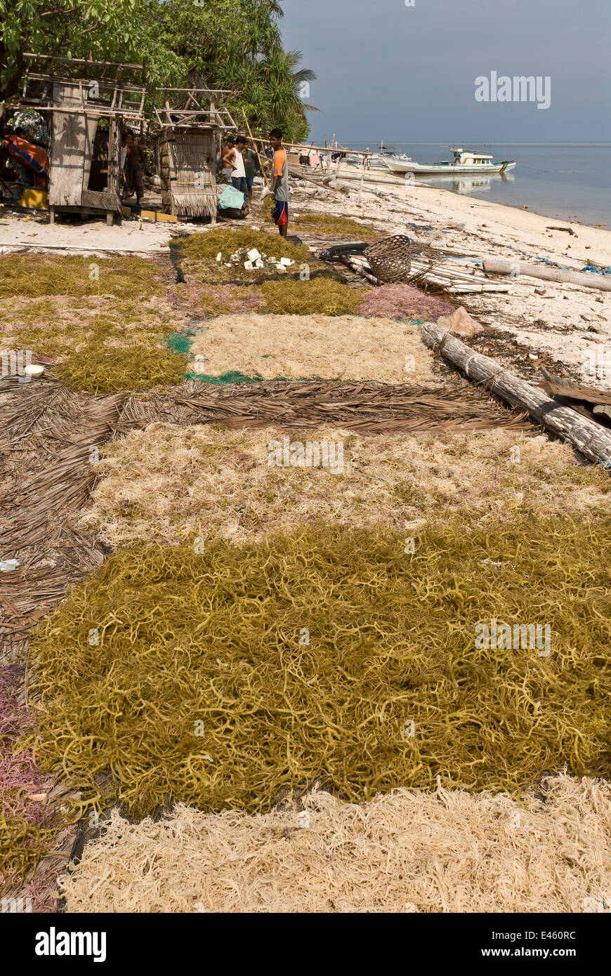 Harvested seaweed / red algae (Kappaphycus alvarezii) of drying on ...