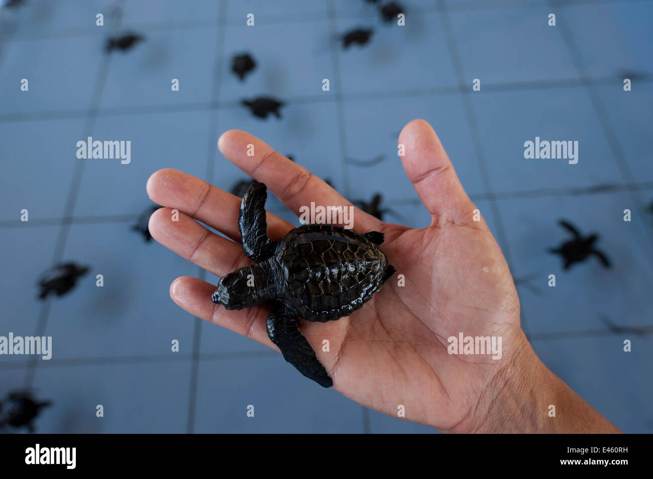 Olive ridley sea turtle (Lepidochelys olivacea) one week hatchling, at ...