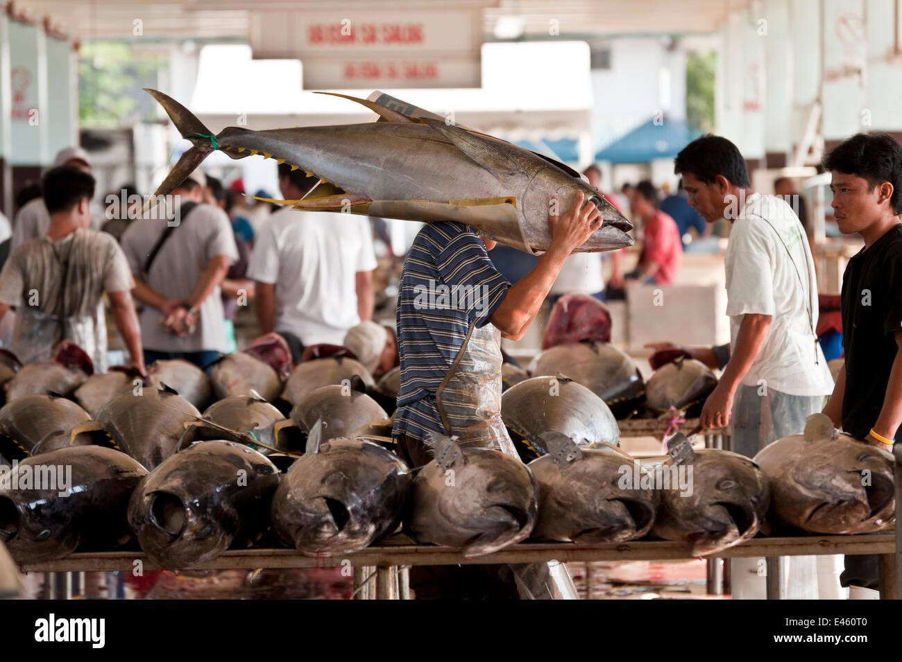 Dock worker carries tuna through the fish landing and processing area ...