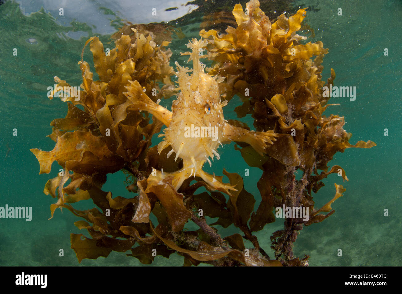 Sargassum frogfish / anglerfish (Histrio histrio) in its floating ...
