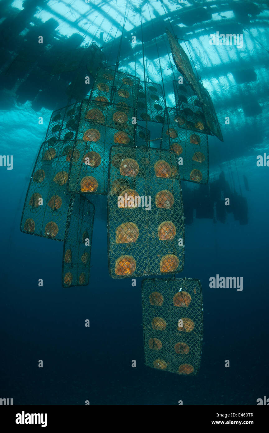 Pinctada maxima oyster hi-res stock photography and images - Alamy