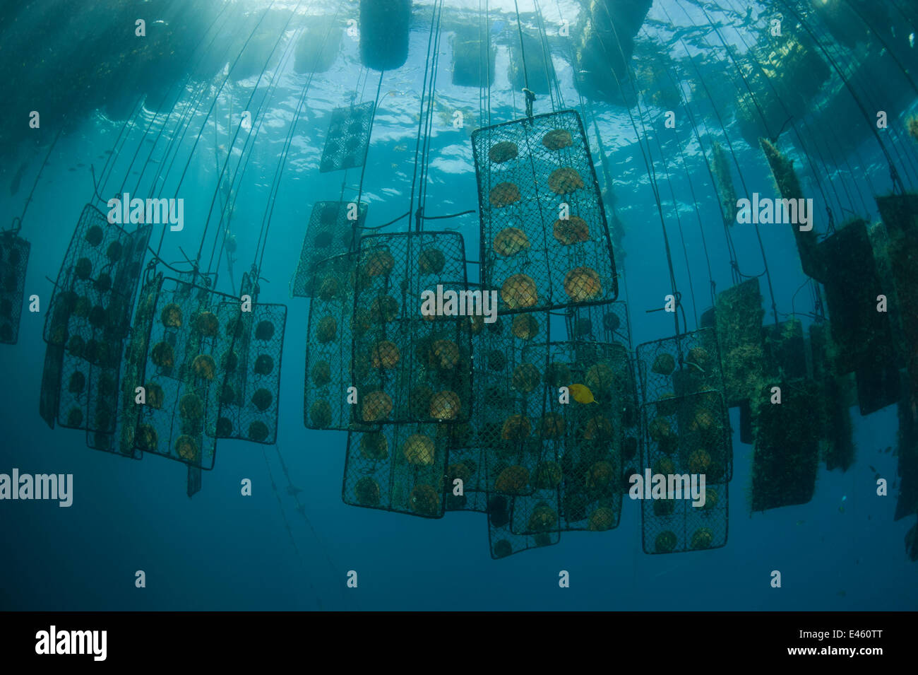 Jewelmer Pearlfarm, newly cleaned Pearl oysters (Pinctada maxima ...