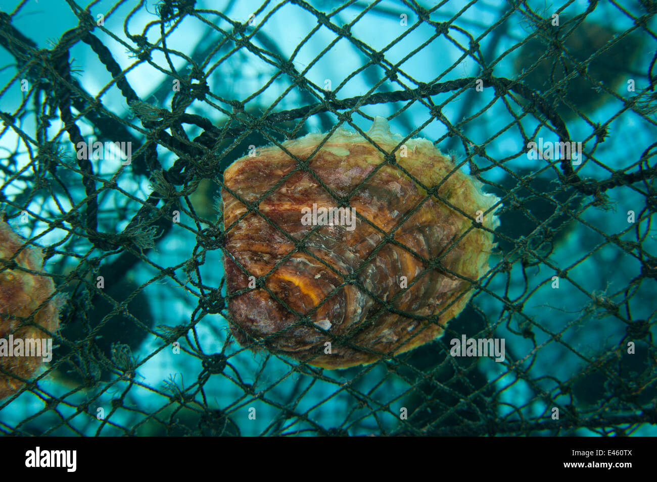 Jewelmer Pearlfarm, Pearl oyster (Pinctada maxima) in hanging cage ...