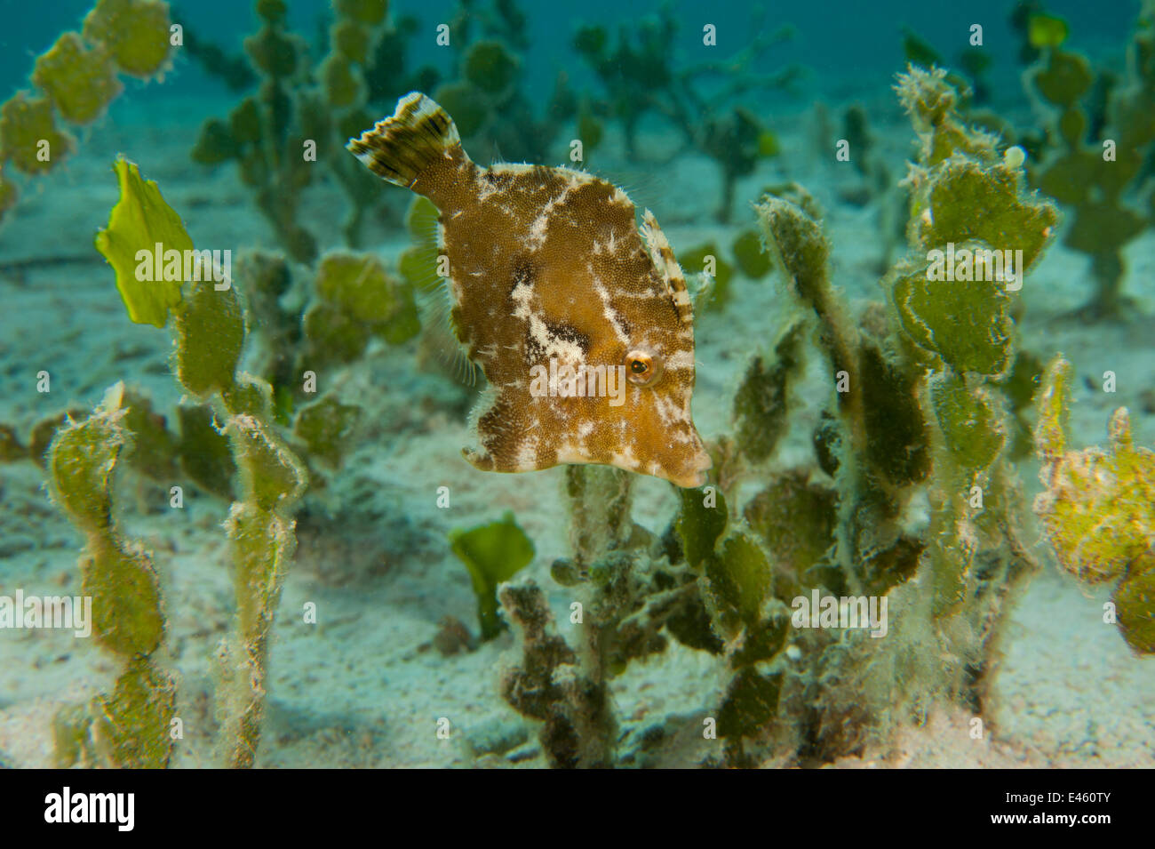 Seagrass Filefish Stock Photos & Seagrass Filefish Stock Images - Alamy