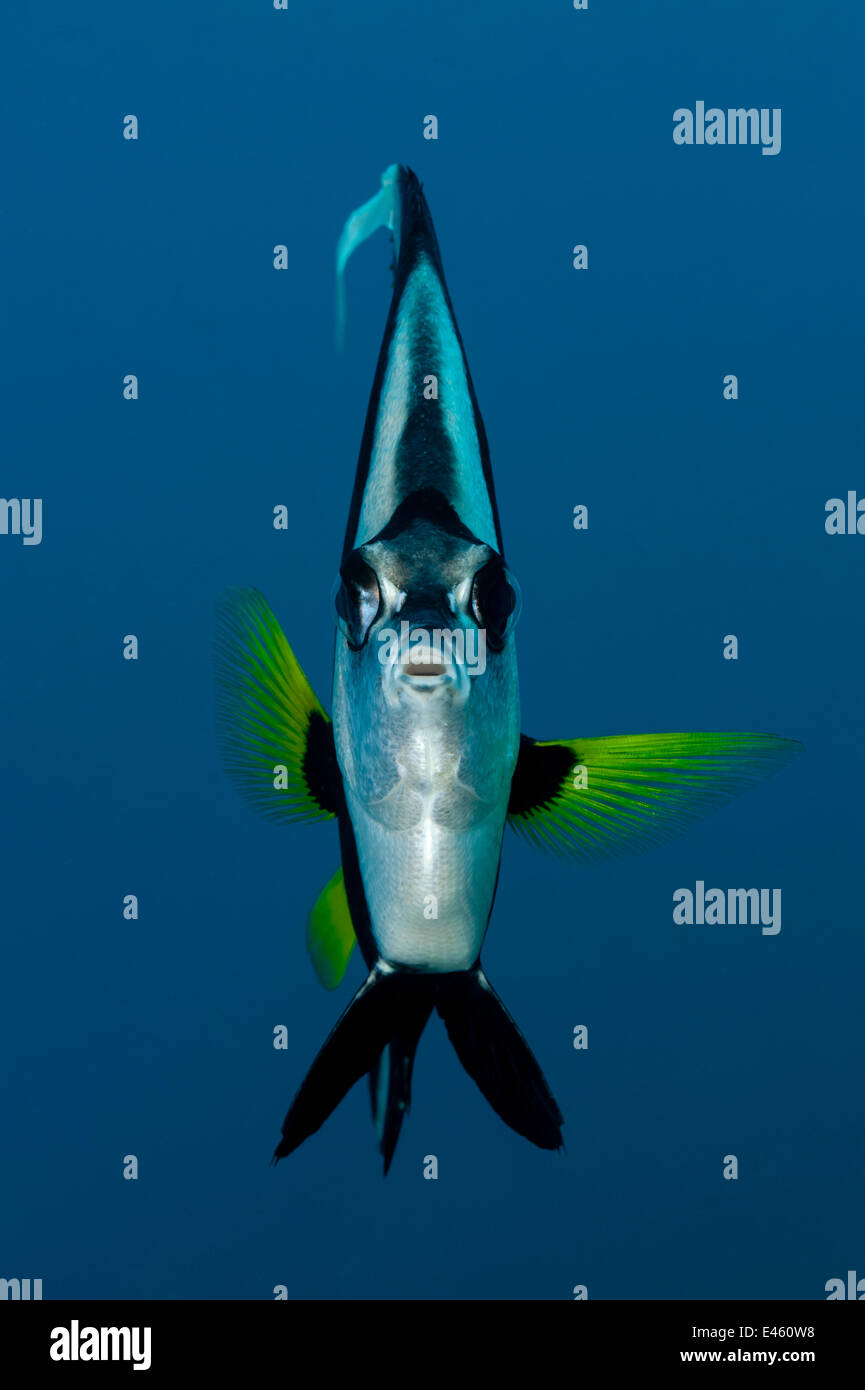 Longfin Bannerfish (Heniochus acuminatus) head on portrait, Bali ...