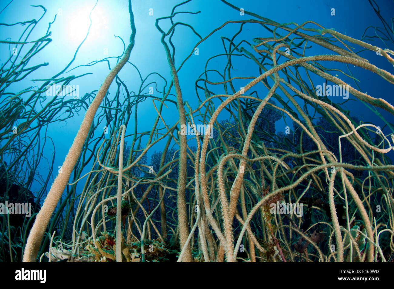 Whip through hi-res stock photography and images - Alamy
