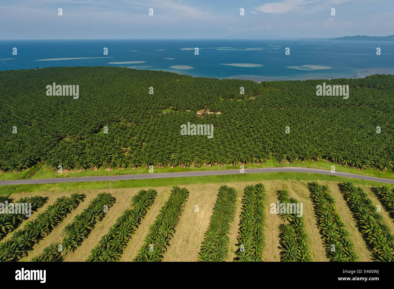 Aerial view of Palm oil plantation (Elaeis quineesis Jacq) New Britain ...