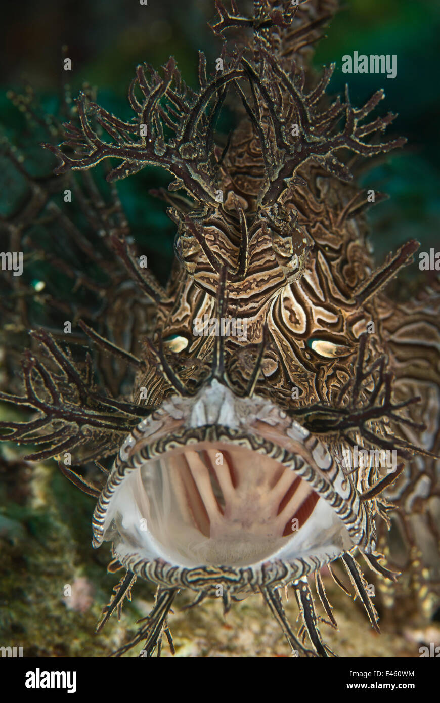 Lacey scorpionfish (Rhinopias aphanes) with mouth wide open, Indo ...