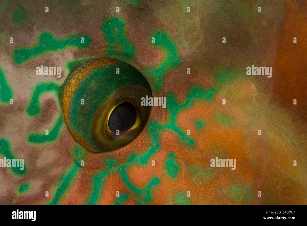 Parrotfish eye hi-res stock photography and images - Alamy