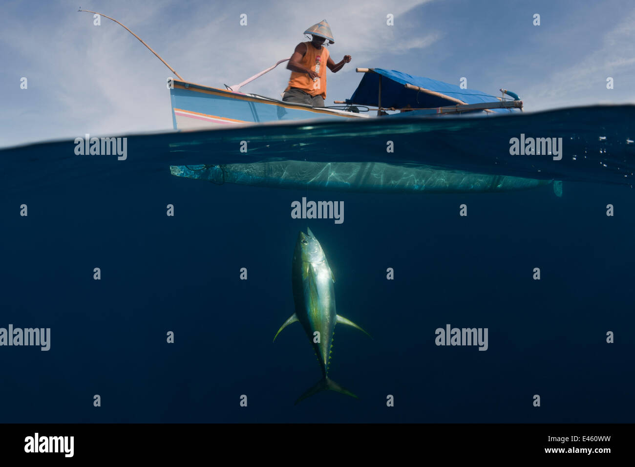 Fisherman on outrigger boat catching Yellowfin tuna with hook and line ...