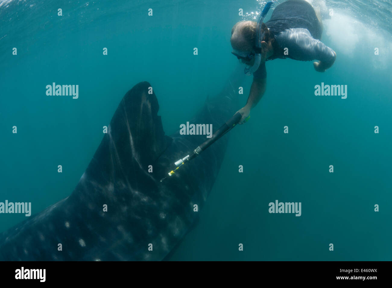Whale diver scientist hi-res stock photography and images - Alamy